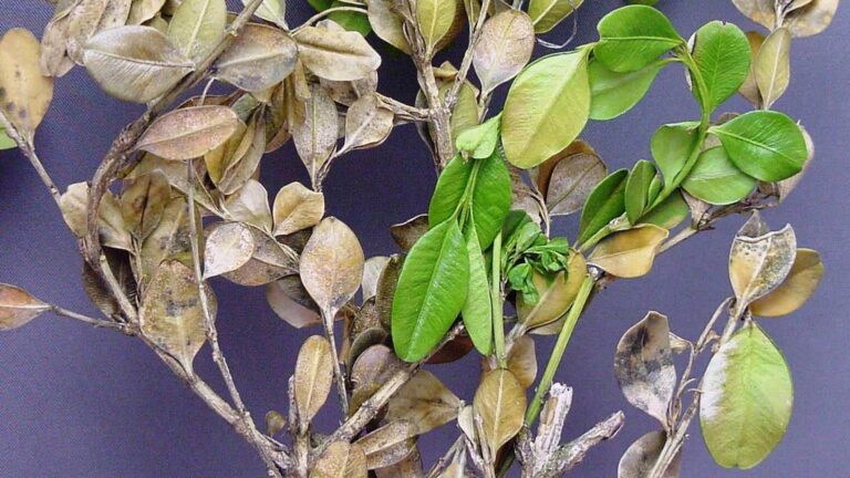 Boxwood Pests and Diseases: What Homeowners Need to Know - PLANT Design ...