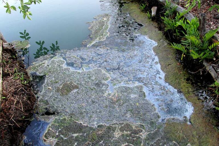 What Is the Oily Sheen on the Water in Bucks County? - PLANT Design Group